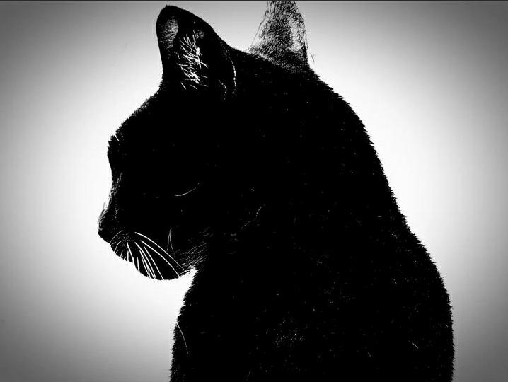 Pet portraits - Young Photographer Awards - rspca.org.uk