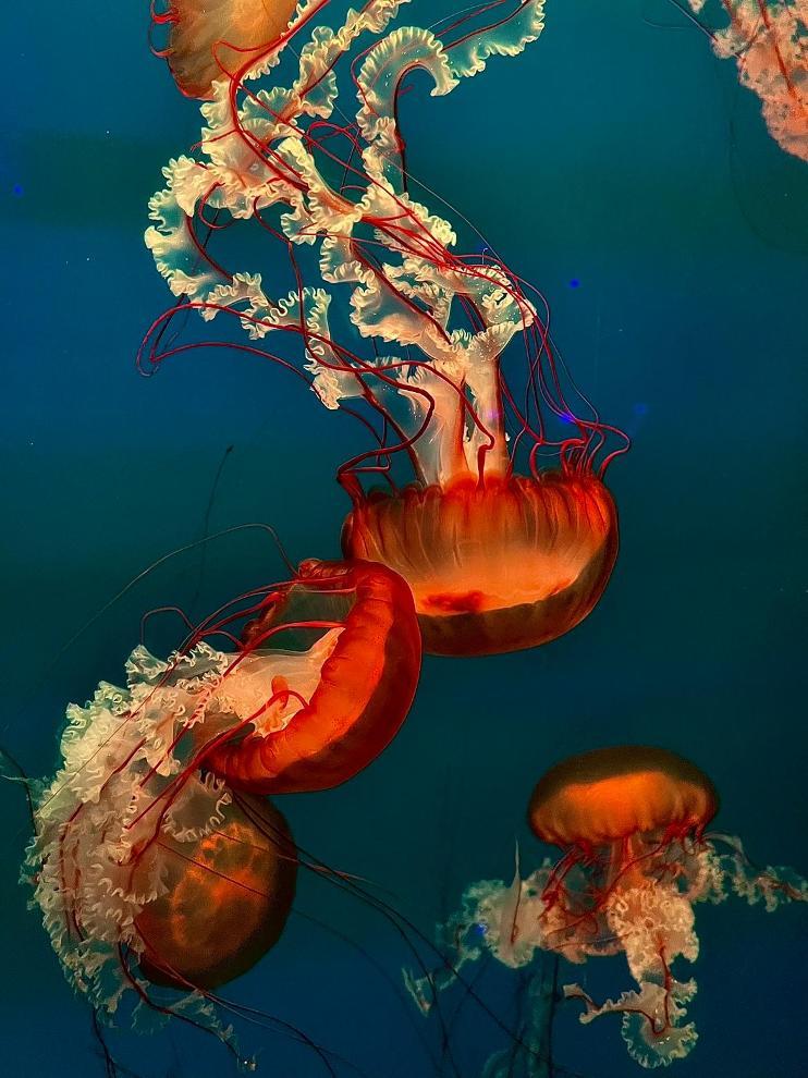 12-15 mobile phone and devices - Young Photographer Awards - rspca.org.uk