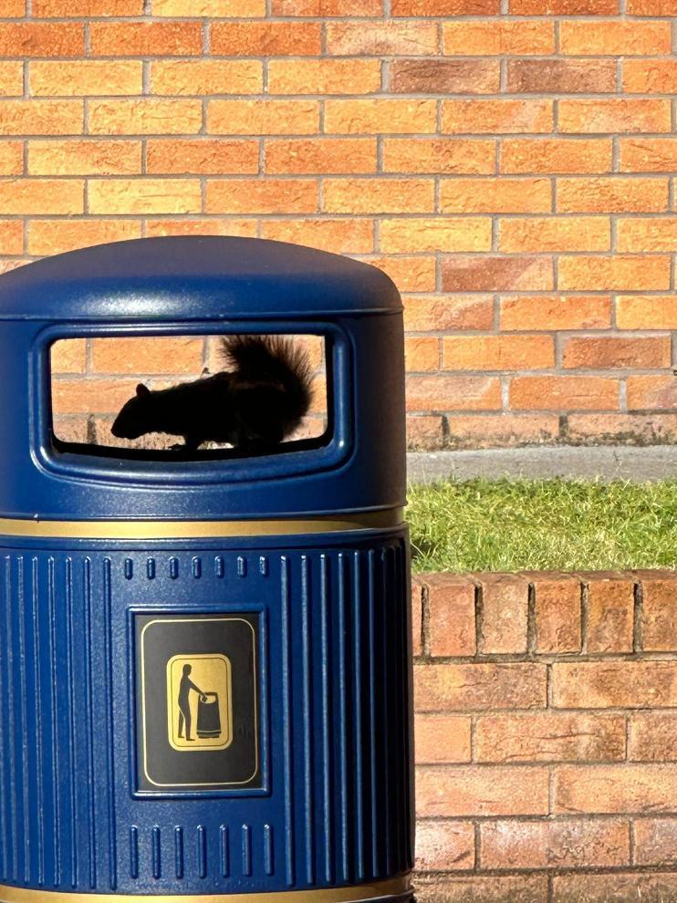 12-15 mobile phone and devices - Young Photographer Awards - rspca.org.uk