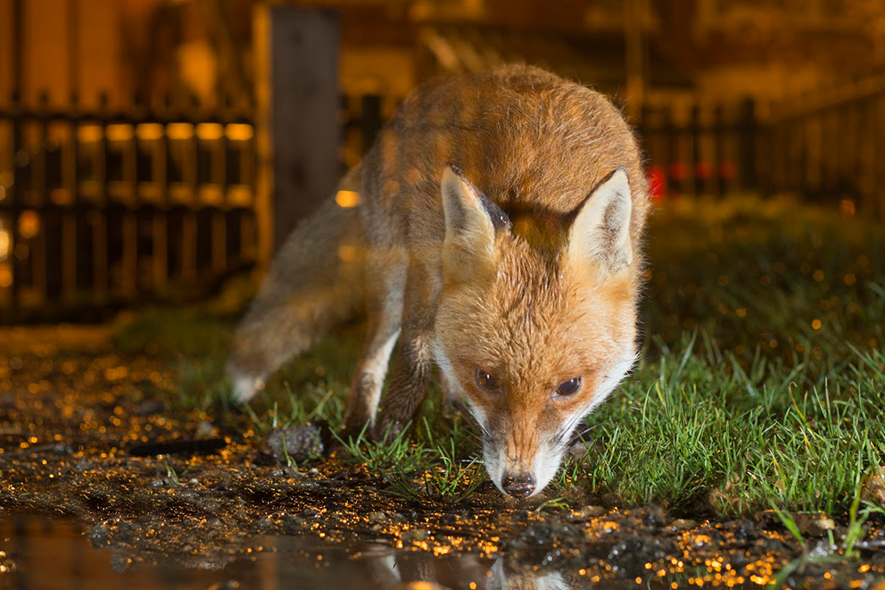 Categories - Young Photographer Awards - rspca.org.uk